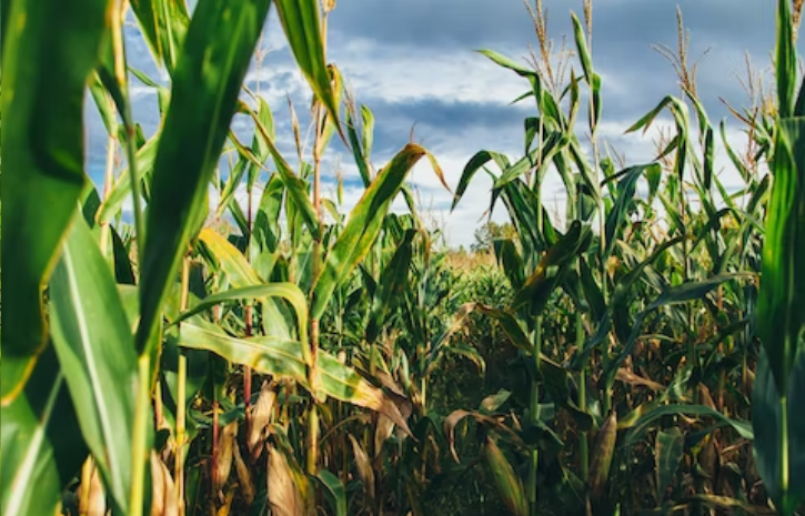 How To Grow Corn At Home