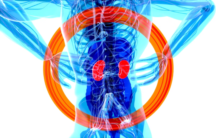 Explained: World Kidney Day: How You Can Keep Your Kidney Health In Check