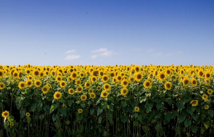 10 Plants That Are Ideal For Summer Gardening