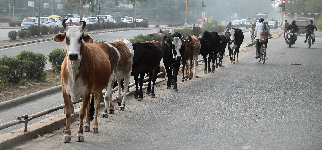 Explained: How Does A Cow Service Commission Work