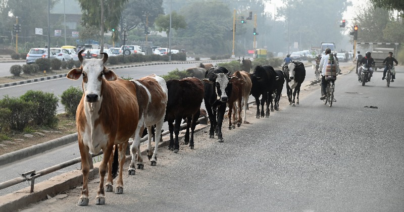 Explained: How Does A Cow Service Commission Work