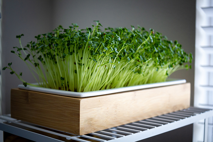 How To Grow Microgreens At Home