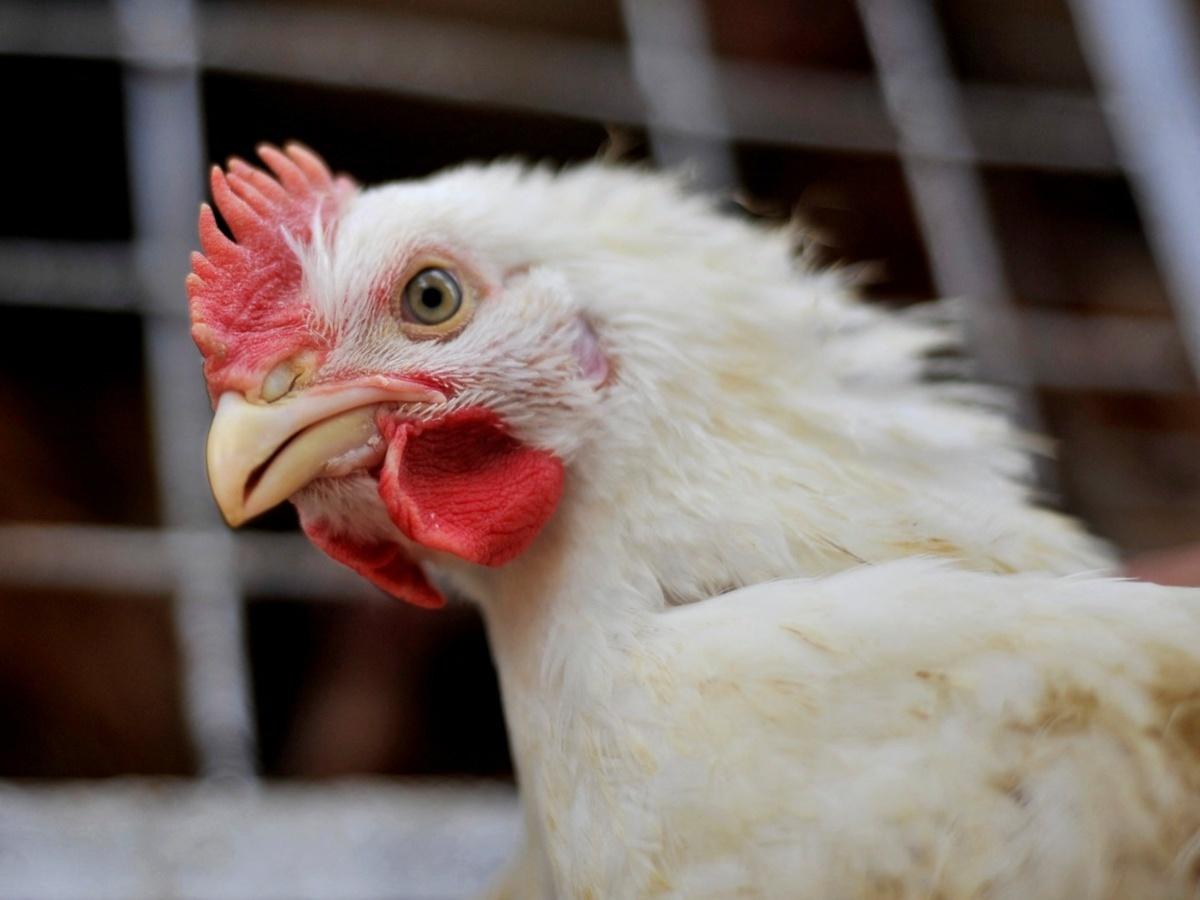 Chicken Animal