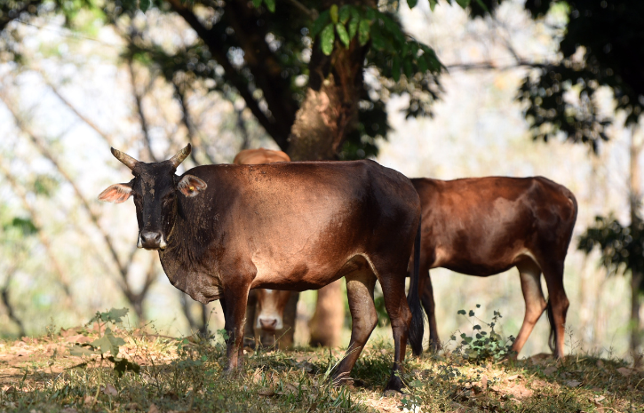 Explained: How Does A Cow Service Commission Work