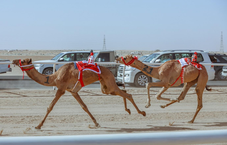 Celebrating Camel Cup In True AlUla Style