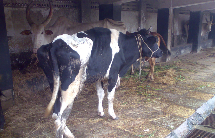 Explained: How Does A Cow Service Commission Work