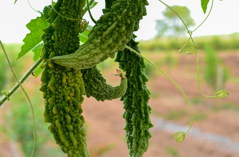Karela Plant