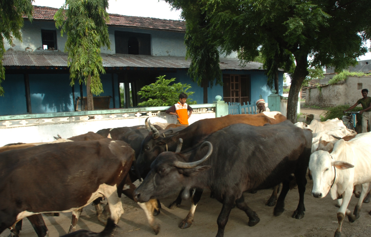 Explained: How Does A Cow Service Commission Work