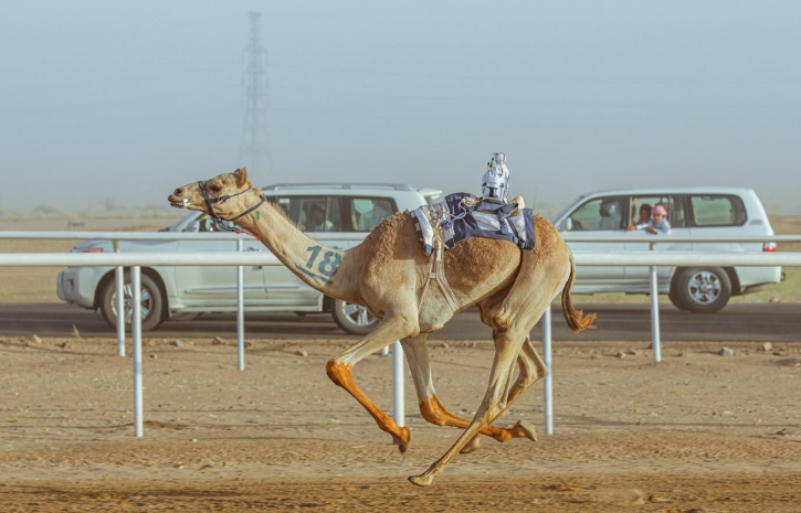 Celebrating Camel Cup In True AlUla Style