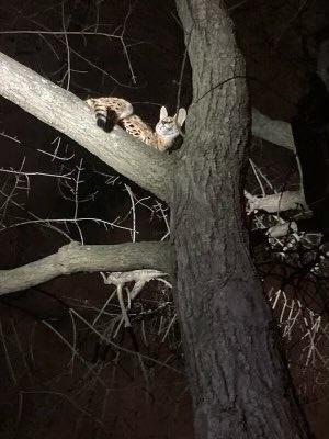 Serval Cat Tests Positive For Cocaine After Fugitive Escape