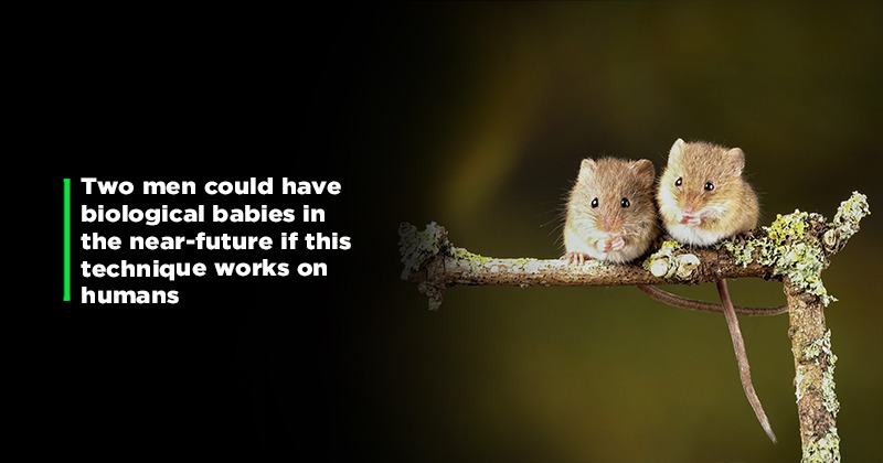 Same Sex Reproduction On The Horizon Scientists Create Mice From Two