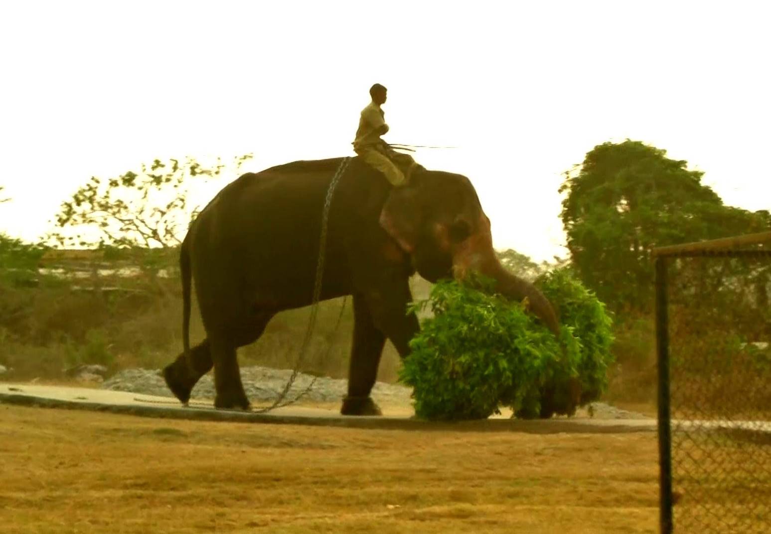 Explained: How DNA Profiling Will Ensure Better Protection Of Elephants ...