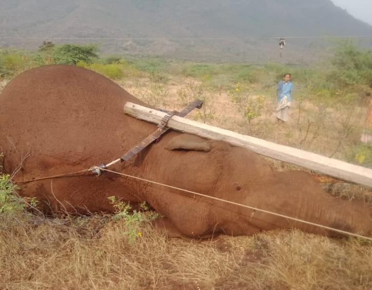 13 Elephants Have Died In Tamil Nadu In A Month, Six Of Them Were ...