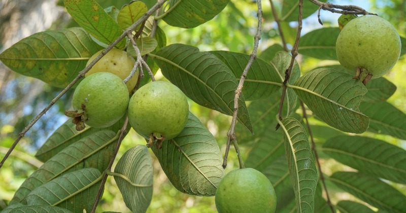 How To Grow Guava From Seeds At Home