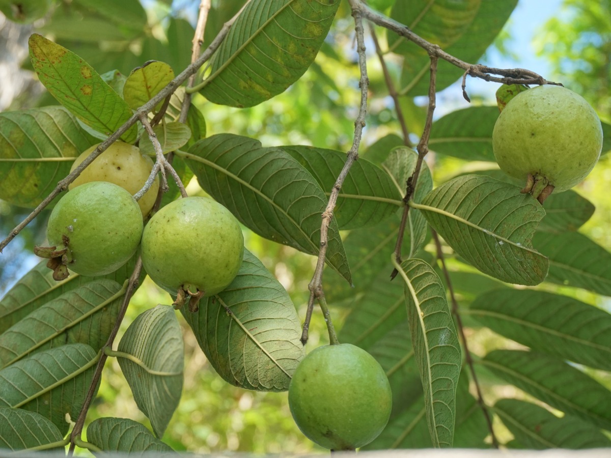 How To Grow Guava From Seeds At Home