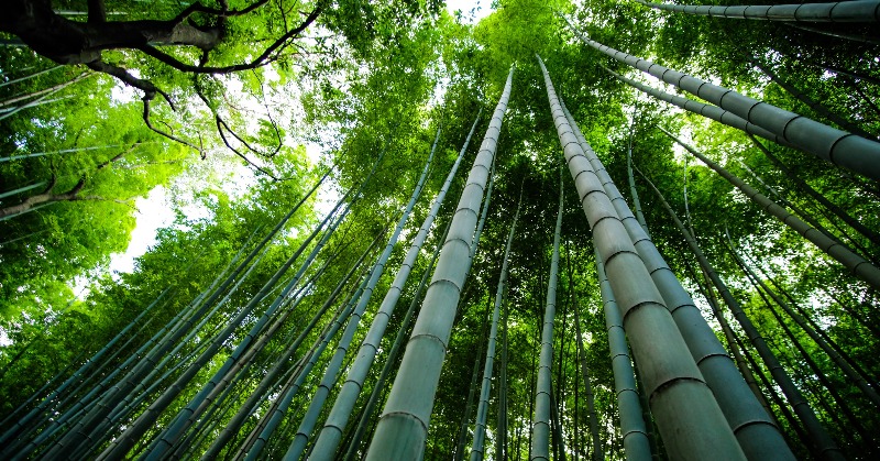 How To Grow Bamboo From Cuttings In Water