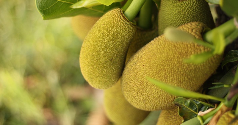 How To Grow Jackfruit From Seeds Indoors