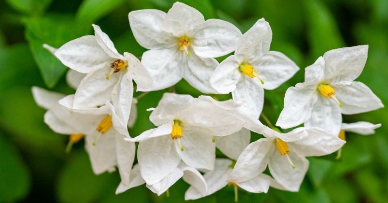 How To Grow Jasmine At Home From Seeds