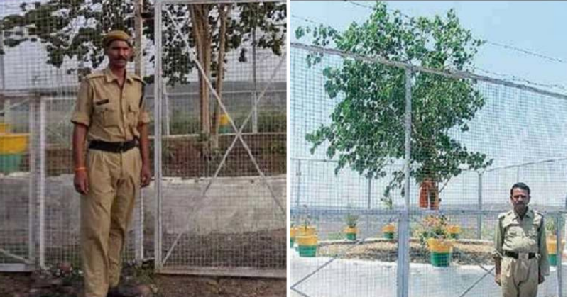 MP के इस VIP पेड़ की सुरक्षा में 24 घंटे तैनात रहते हैं जवान, अब तक ...