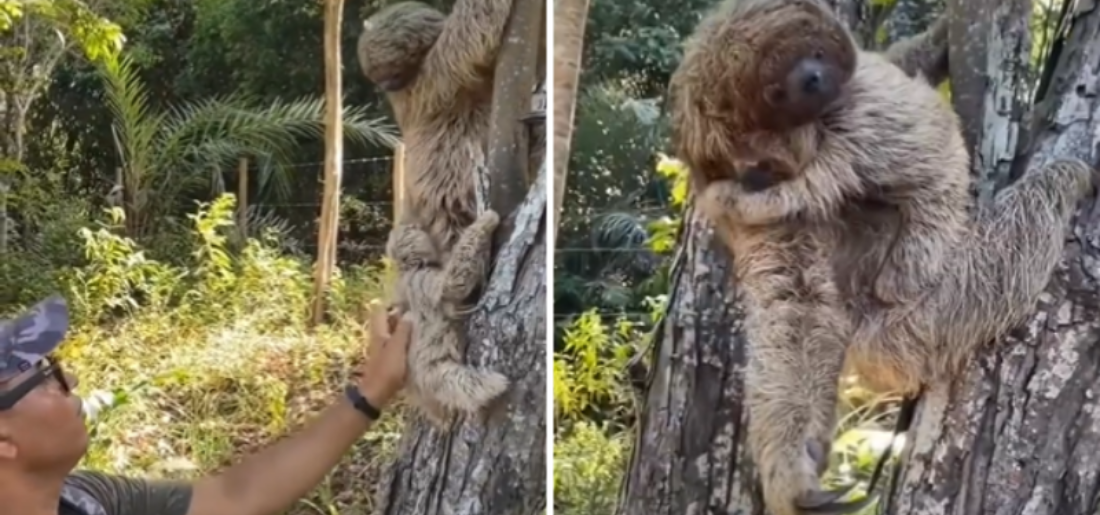 Watch: Man Helps Sloth Baby Reunite With Mom