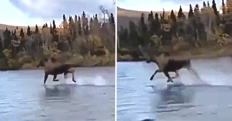 Alaska: Moose Runs On Water In Bizarre Video
