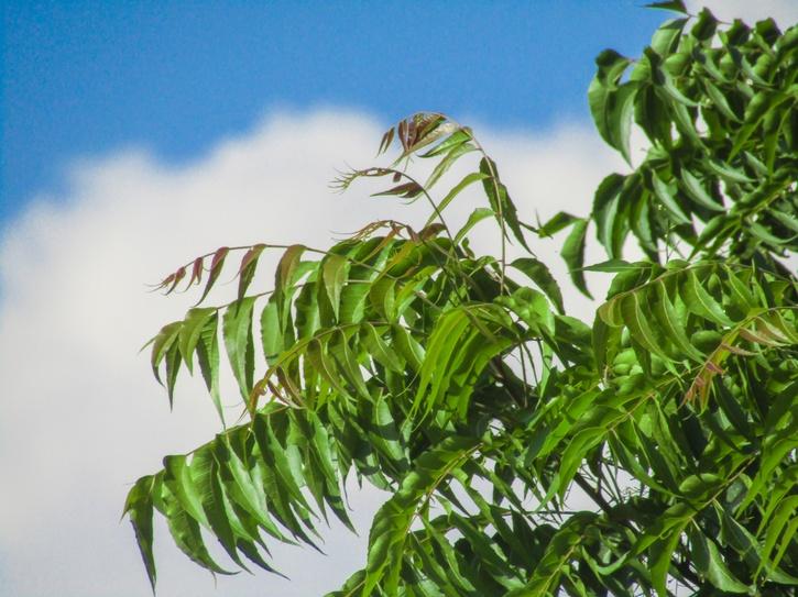 How To Grow Neem At Home From Seeds