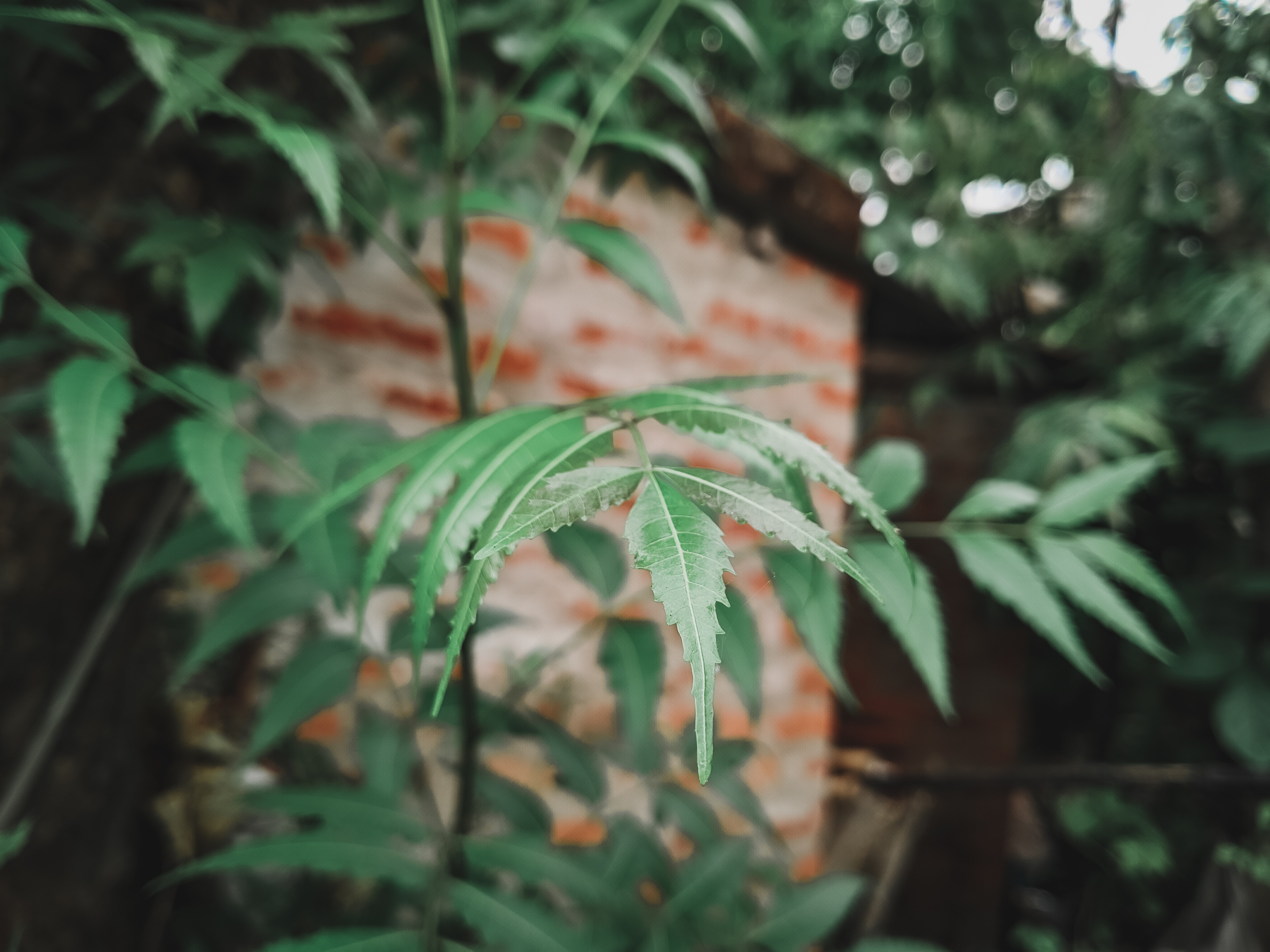 How To Grow Neem At Home From Seeds