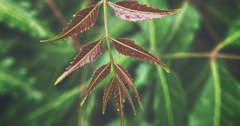 How To Grow Neem At Home From Seeds