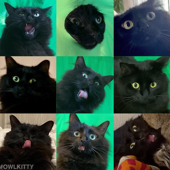 SFX Artist Edits His Cat Into Hollywood Movies