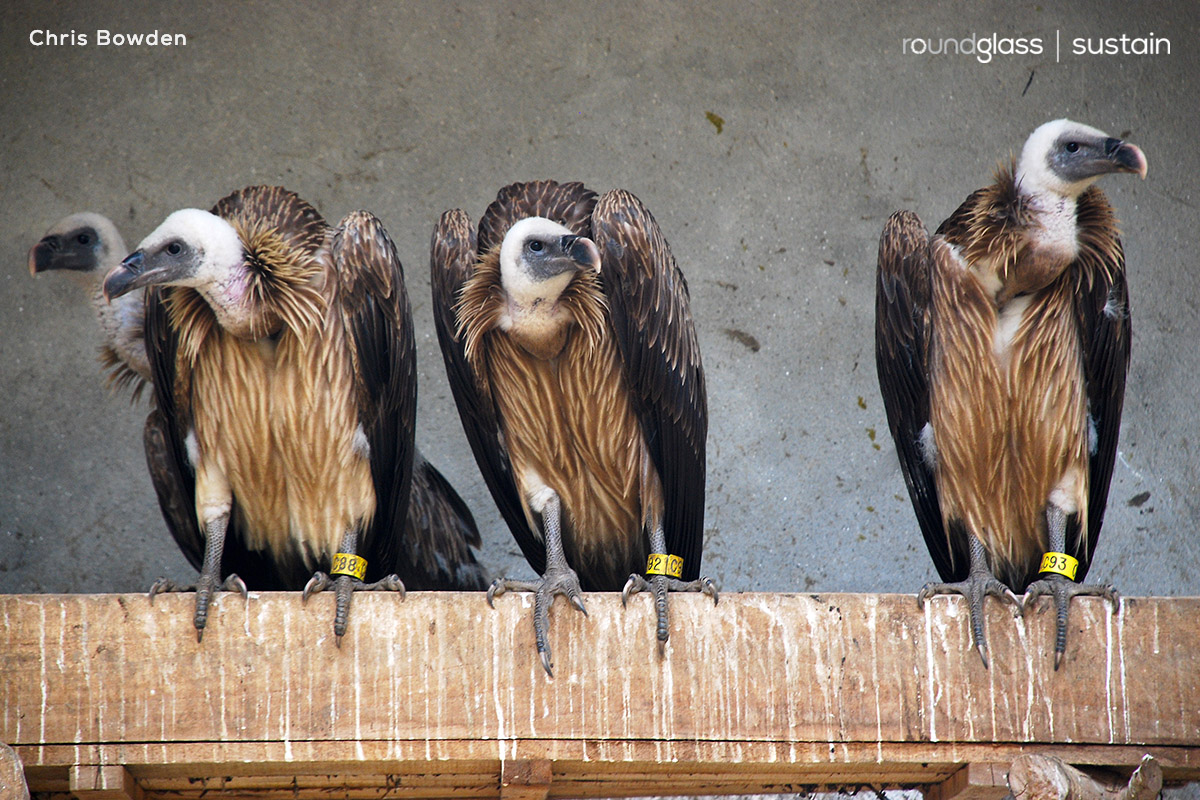 World Wildlife Day 2023: The 'Gods Of Scavenging' Meet The Vultures Of ...