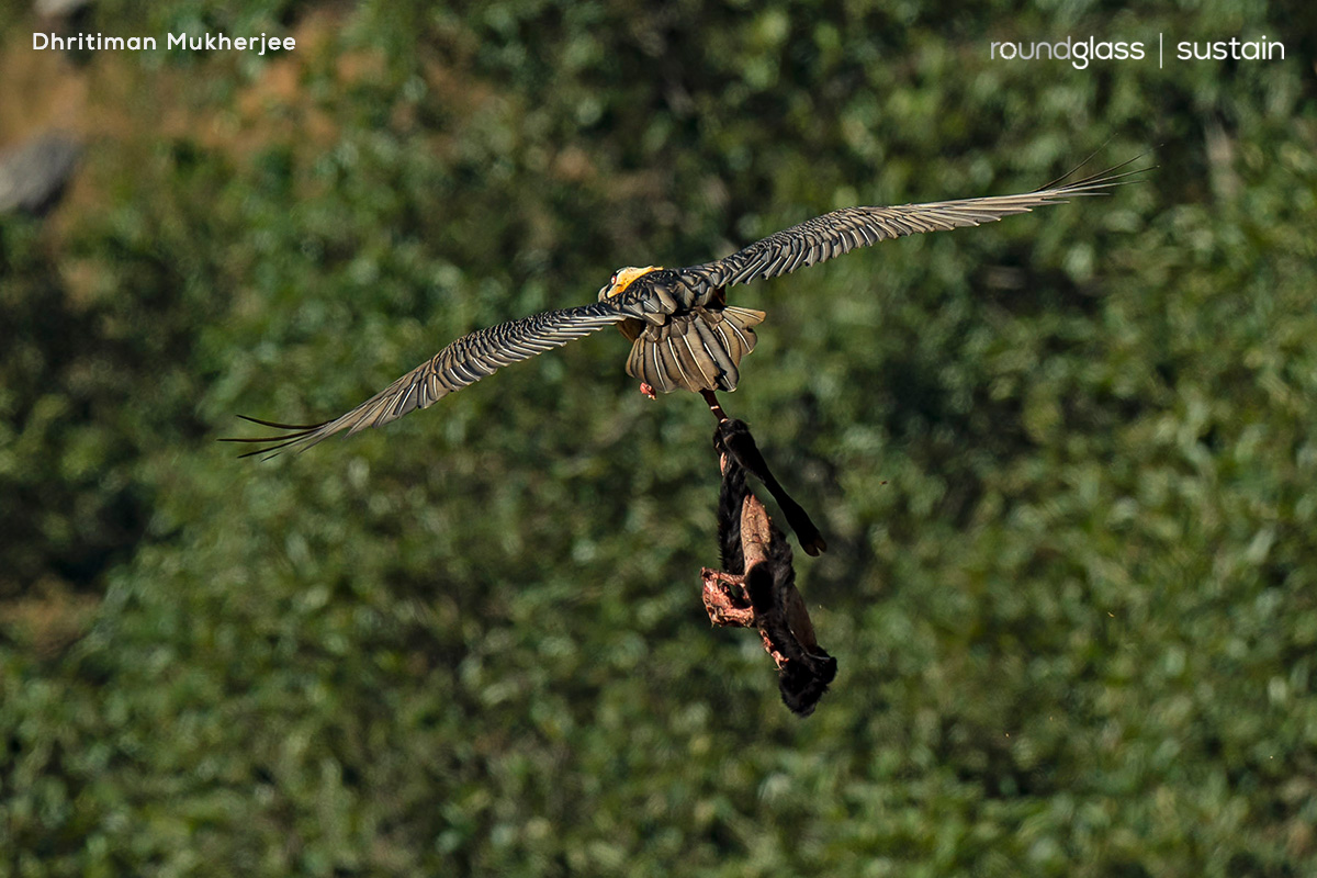 World Wildlife Day 2023: The 'Gods Of Scavenging' Meet The Vultures Of ...