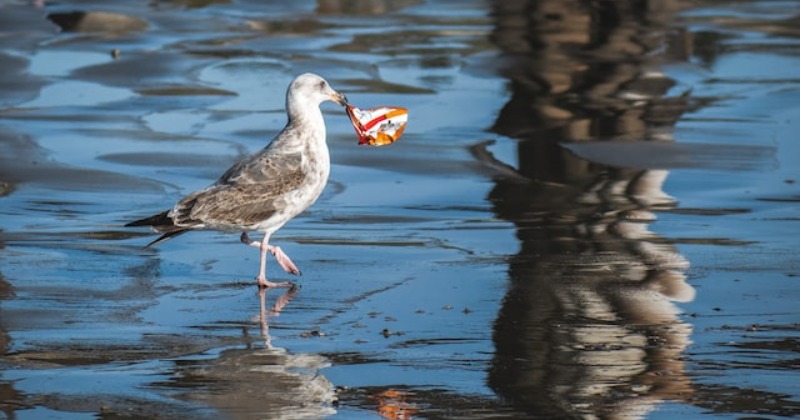 Australia: Scientists Find New Disease In Seabirds