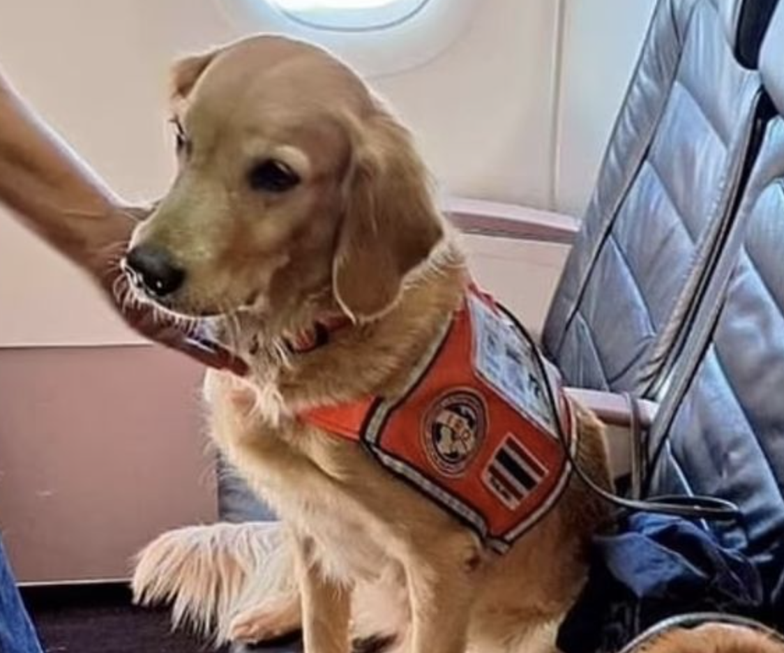 Turkish Airlines Upgrades Rescue Dogs To First Class To Honour Their ...