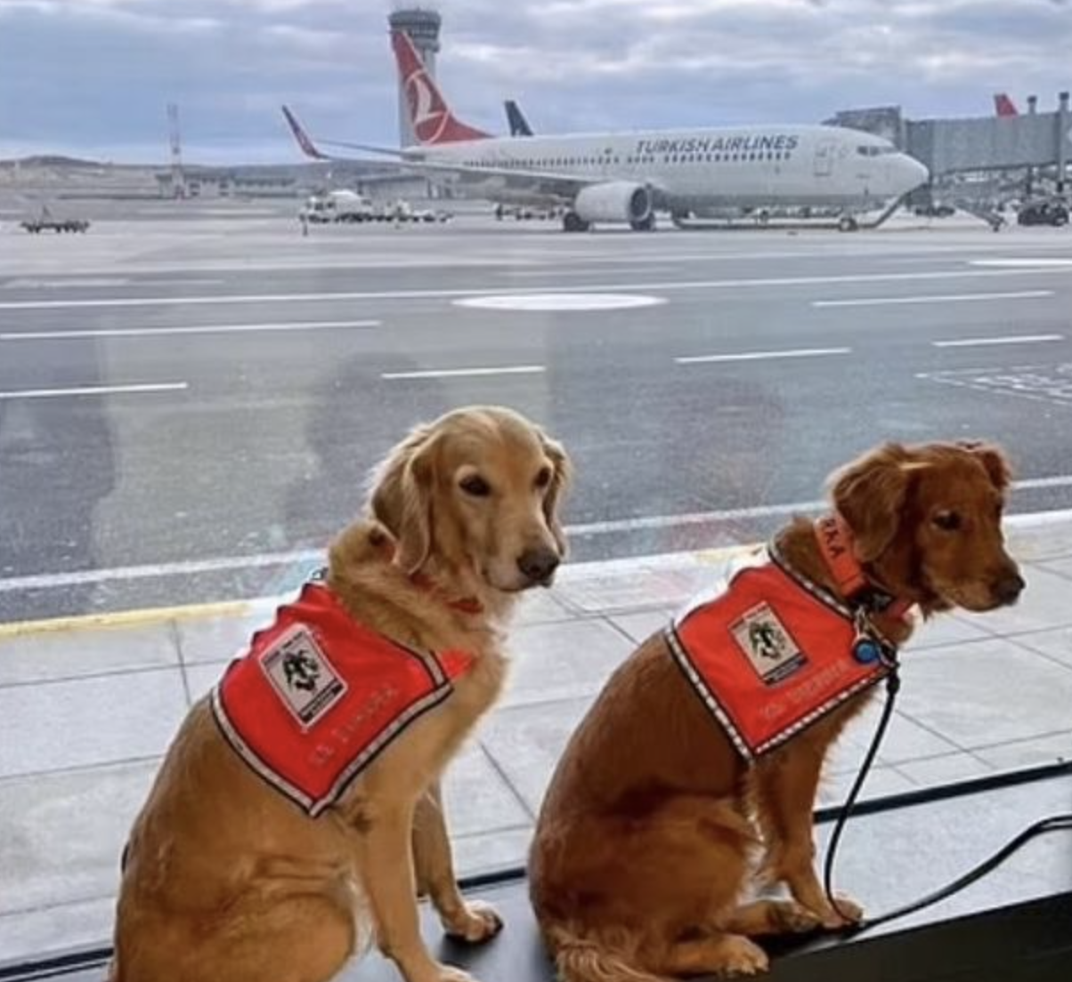 Turkish Airlines Upgrades Rescue Dogs To First Class To Honour Their ...