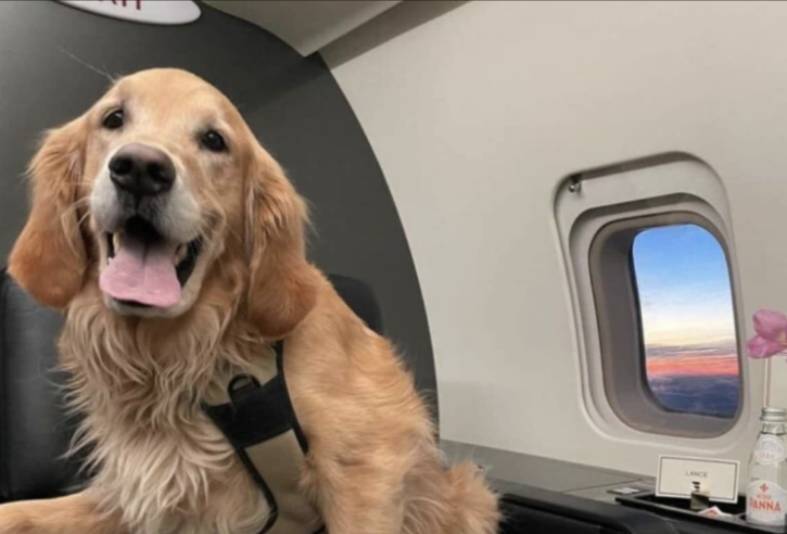 Turkish Airlines Upgrades Rescue Dogs To First Class To Honour Their ...