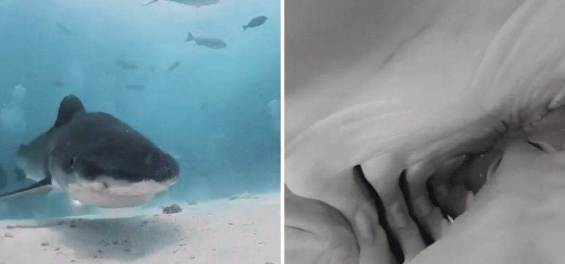 Footage Of Inside Of Shark's Mouth Goes Viral