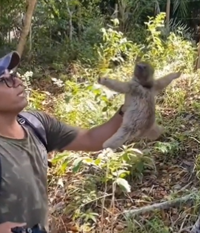 Watch: Man Helps Sloth Baby Reunite With Mom