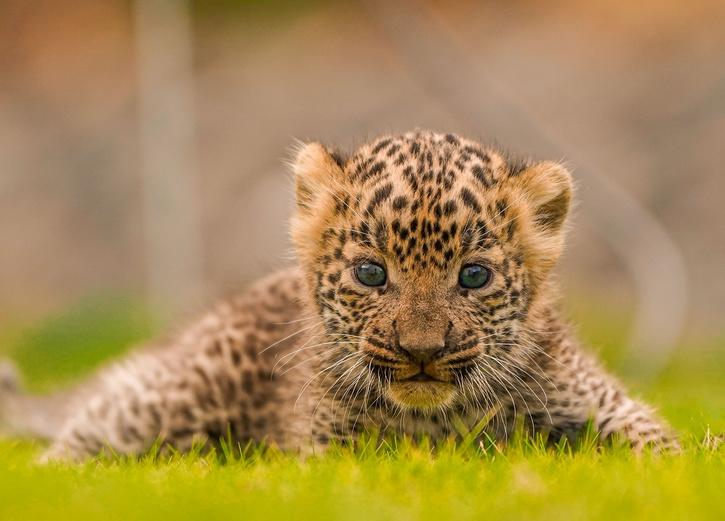 15-Day-Old Leopard Cub Found In Pune Sugarcane Field Reunited With Mother