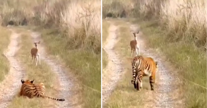 Viral: Tiger Casually Walks Past Deer