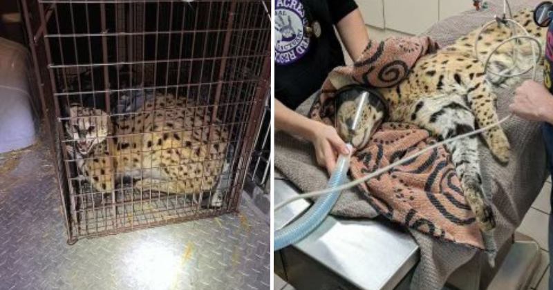 Serval Cat Tests Positive For Cocaine After Fugitive Escape