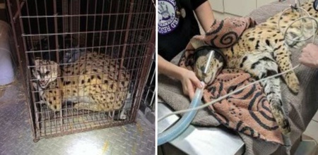 Serval Cat Tests Positive For Cocaine After Fugitive Escape