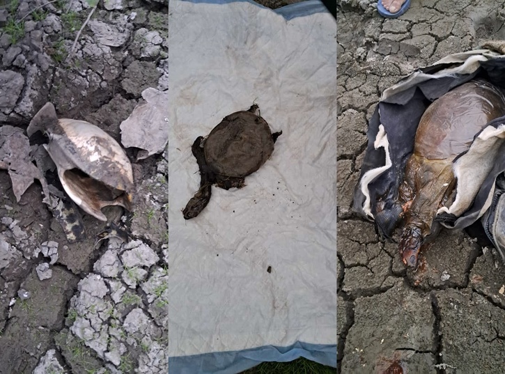 'Beautification' Has Turned The Railadevi Lake In Thane Into A ...