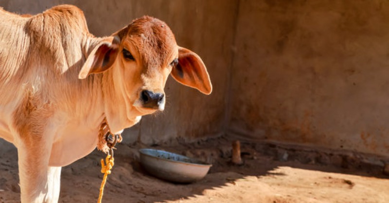 Horrifying: Madhya Pradesh Man Caught By Cattle Farm Owner While Raping ...