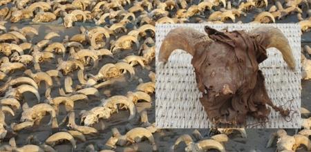 2,000 Mummified Ram Heads Unearthed In Ancient Egypt