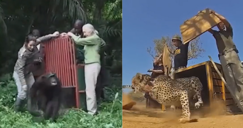 Touching Video Of Animals Being Released Into Natural Habitats