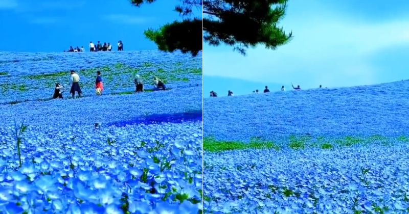 Japan's Valley Of Blue Flowers