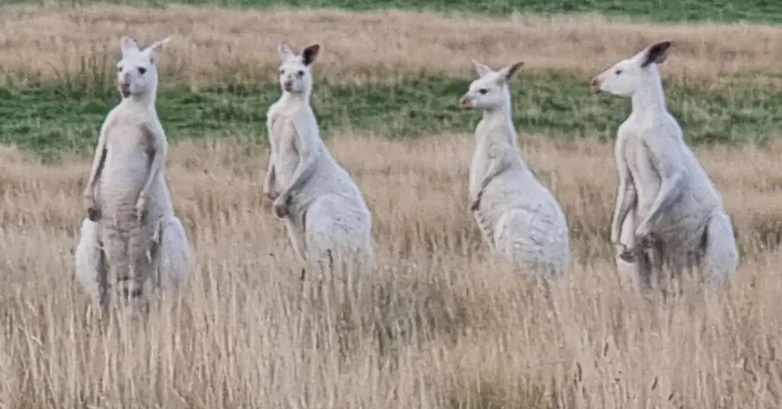 Australia: Rare Albino Kangaroos Spotted
