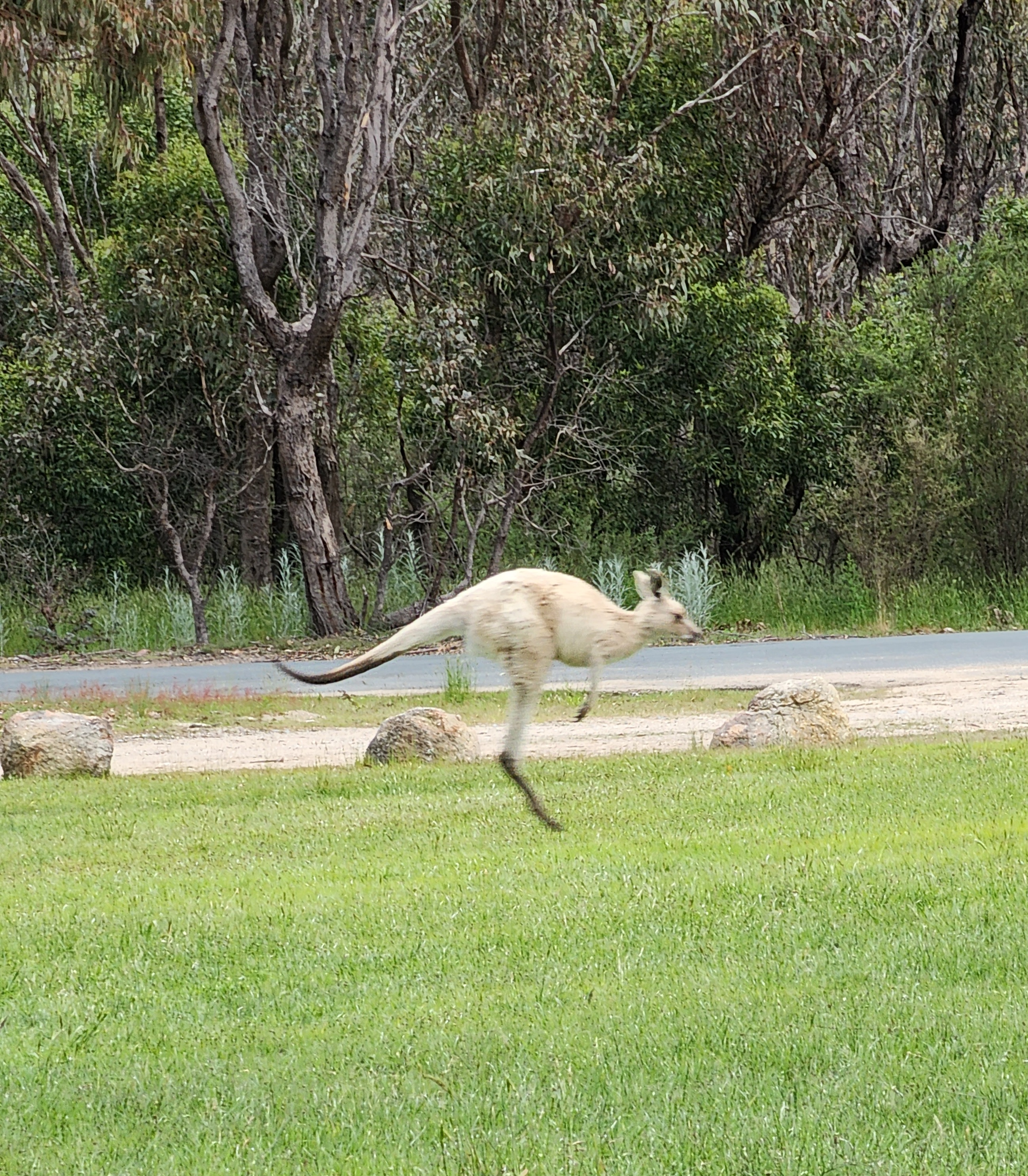 Australia: Rare Albino Kangaroos Spotted