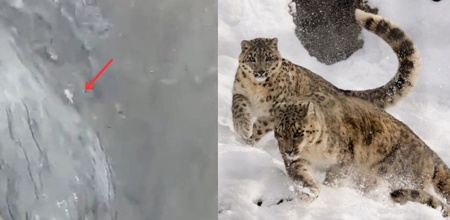 Snow Leopard's Viral High-Speed Hunt Video