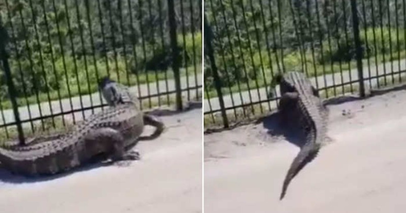 Crocodile Twists Metal Bars: फ्लेरिडा में लोहे की सलाखें मोड़ कर बाहर ...